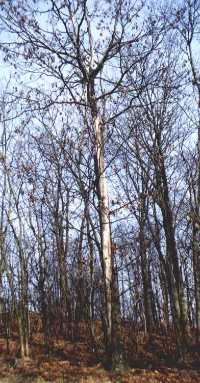 Storm Highway- Tree Damage Gallery